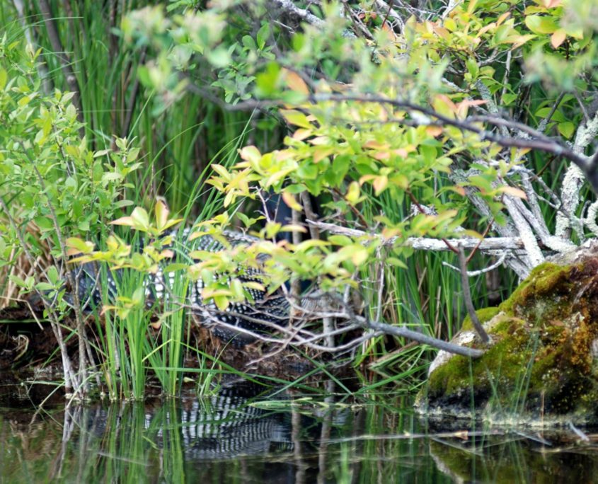 Raft Criteria – Loon Preservation Committee