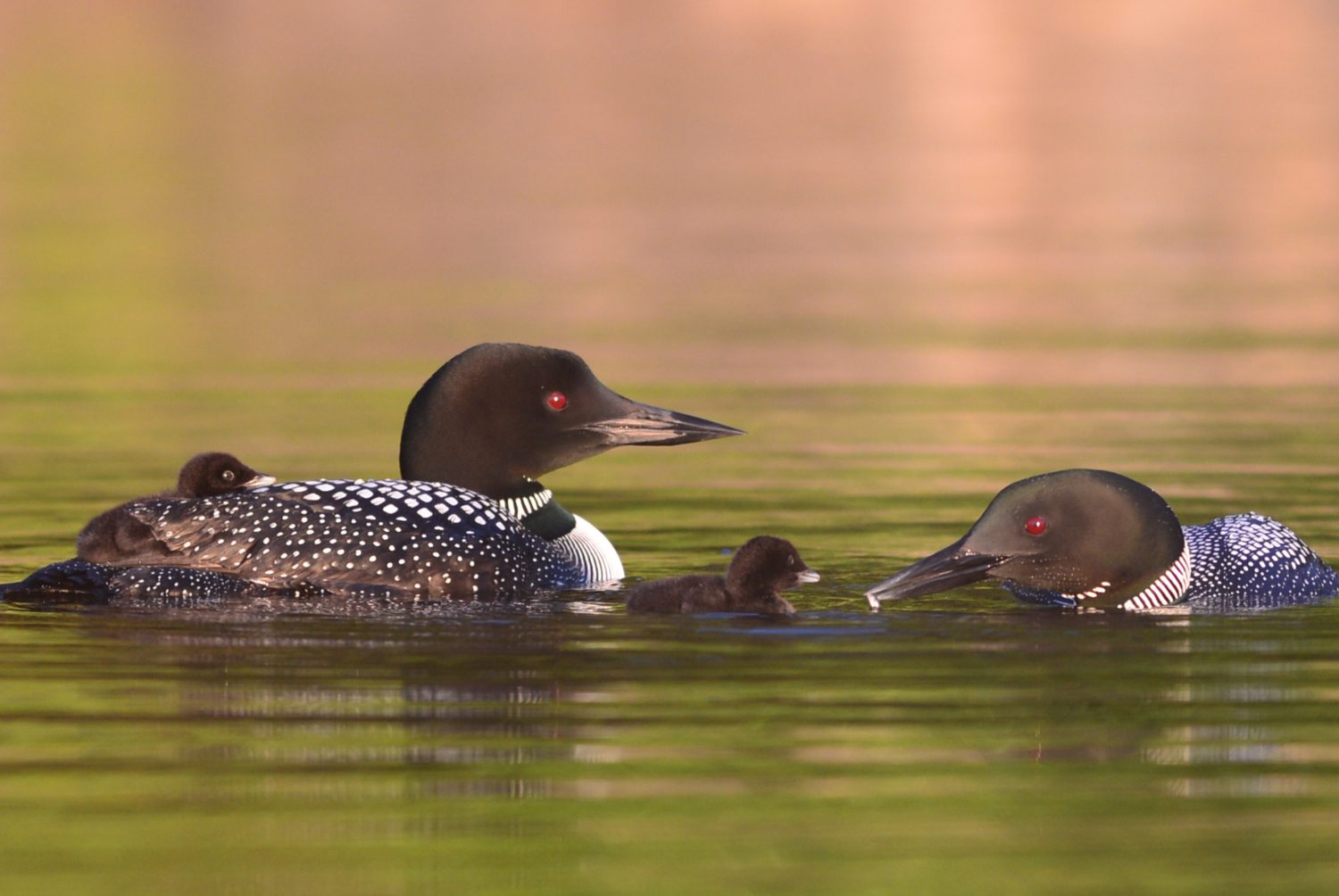 Celebration – Loon Preservation Committee